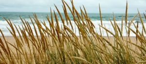 The Definitive Biography - Pat Conroy